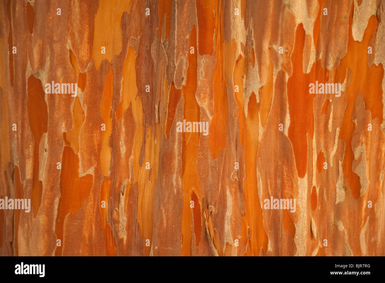 Close up of Japanese crepe crape myrtle tree bark Lagerstroemia fauriei ...