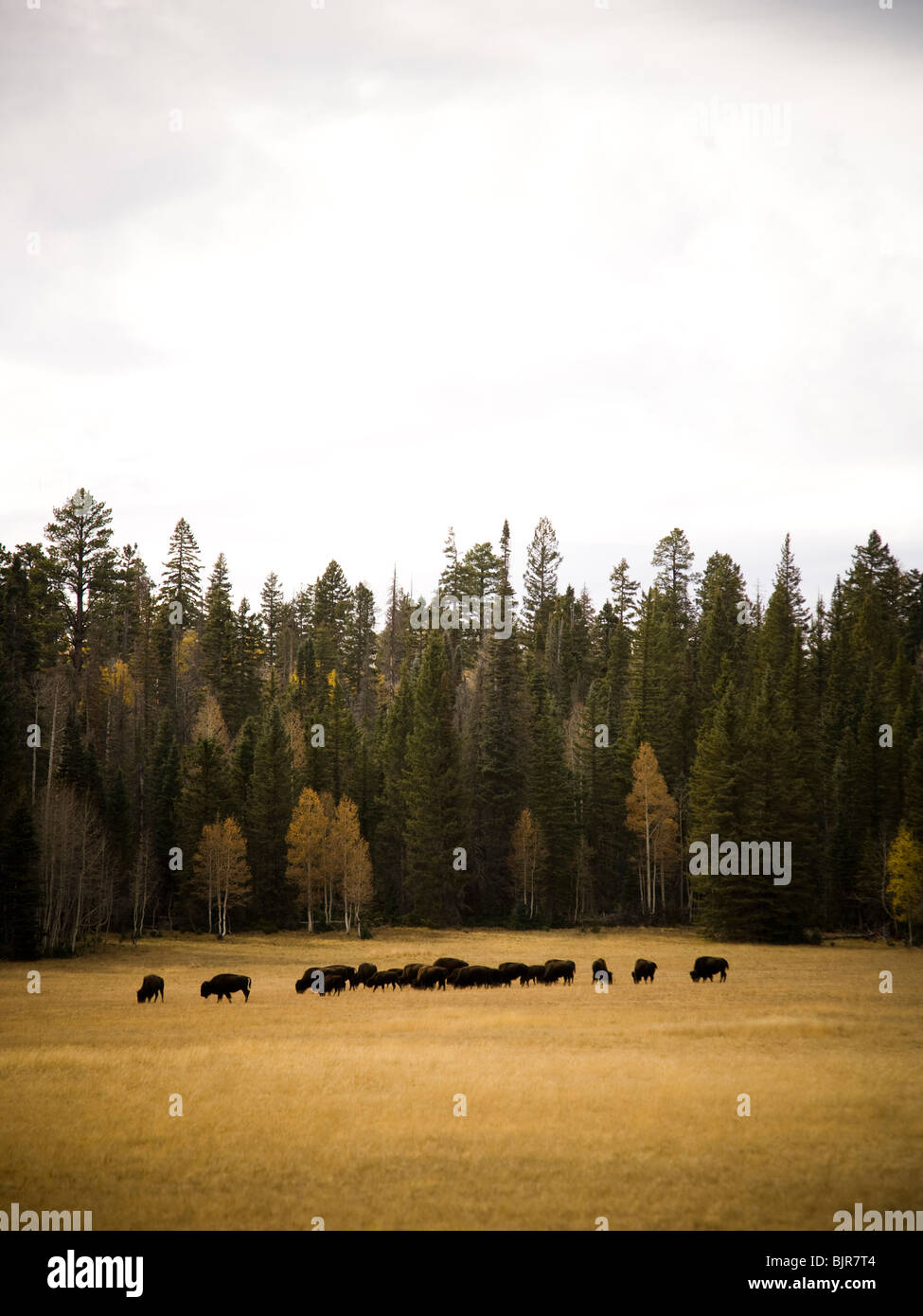buffalo in a field Stock Photo - Alamy