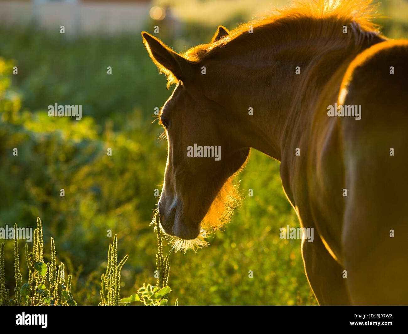 Horseback horse field hi-res stock photography and images - Alamy