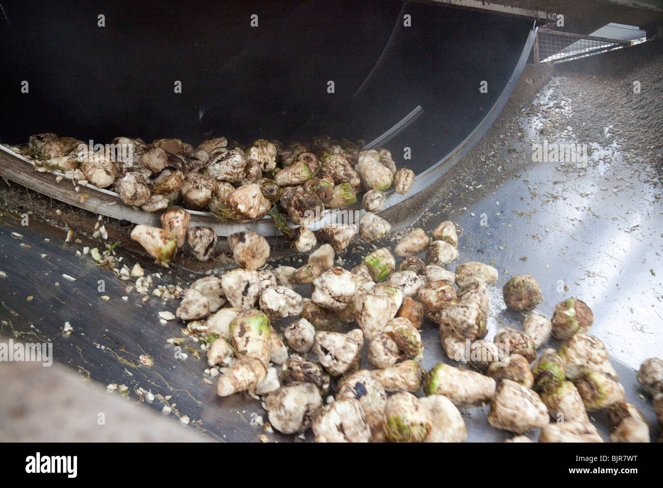 sugar beet being washed at the British Sugar factory Stock Photo - Alamy