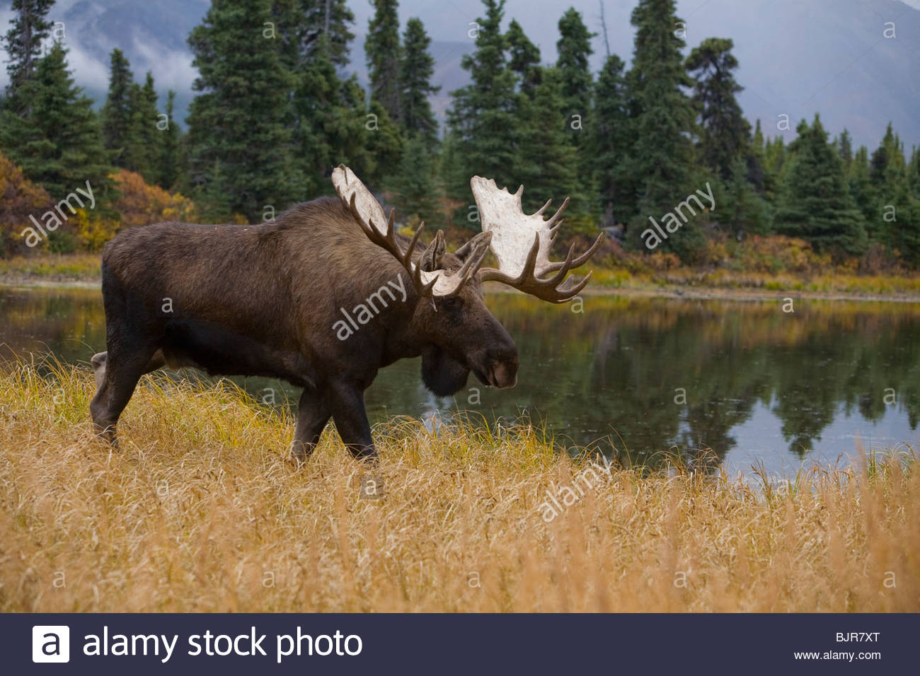 Rut Brandt Stock Photos & Rut Brandt Stock Images - Alamy
