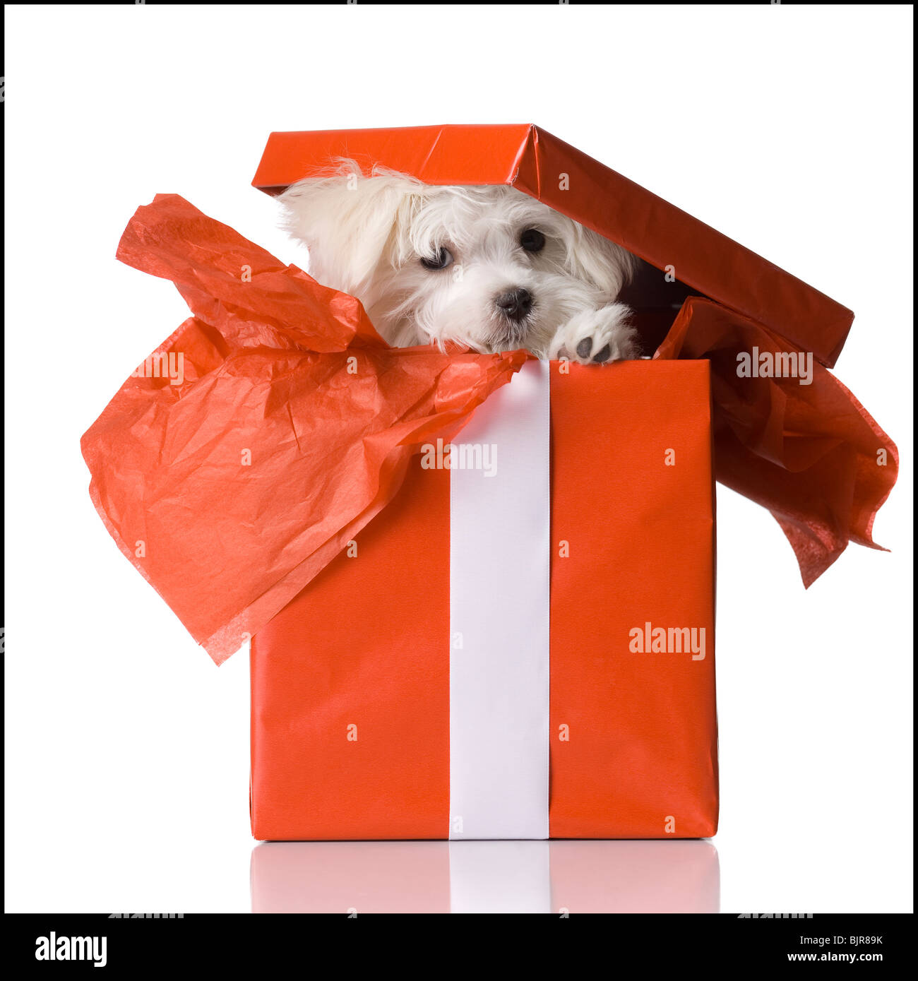 Puppy in a box hi-res stock photography and images - Alamy