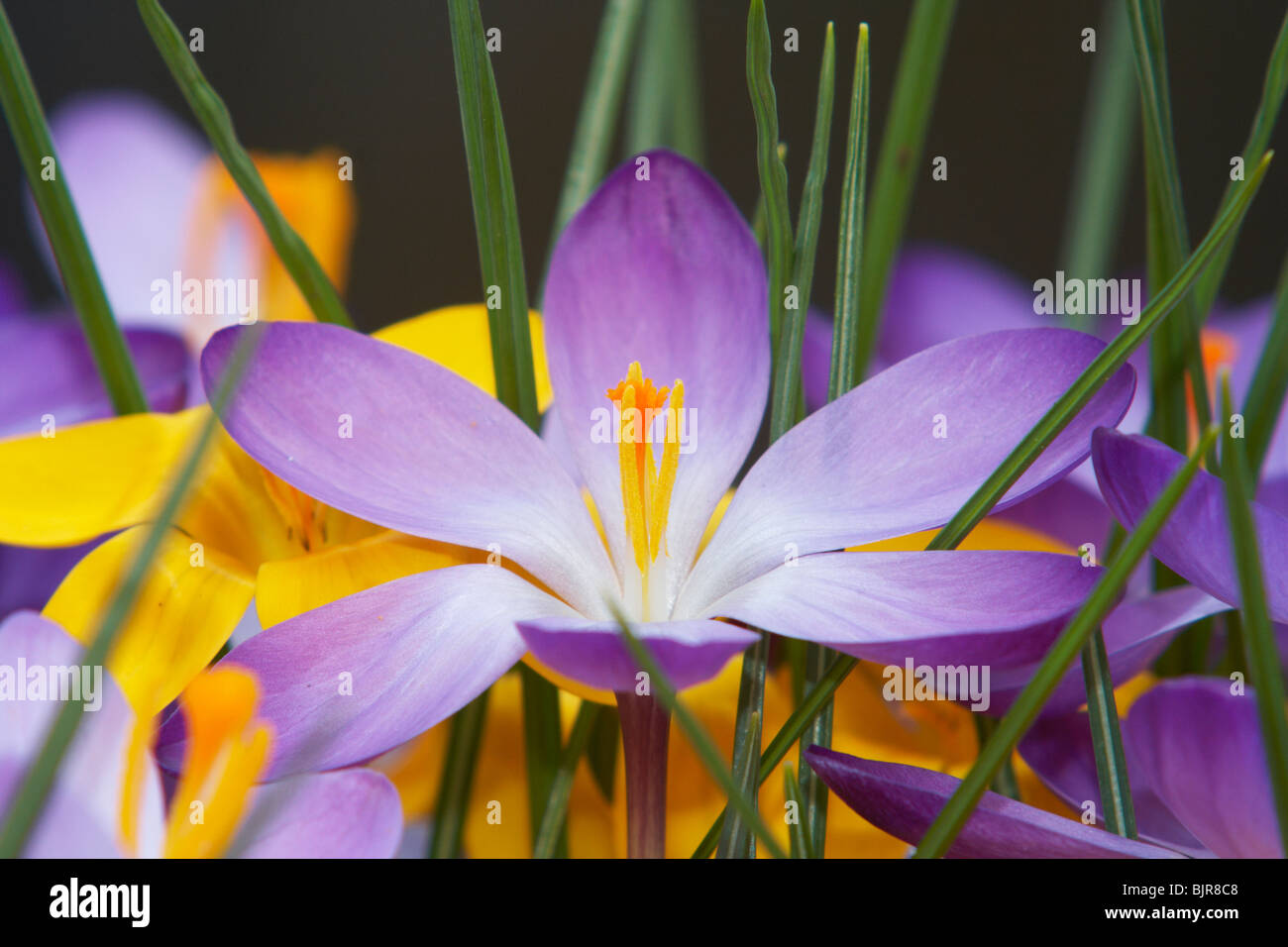 Sublimis High Resolution Stock Photography and Images - Alamy