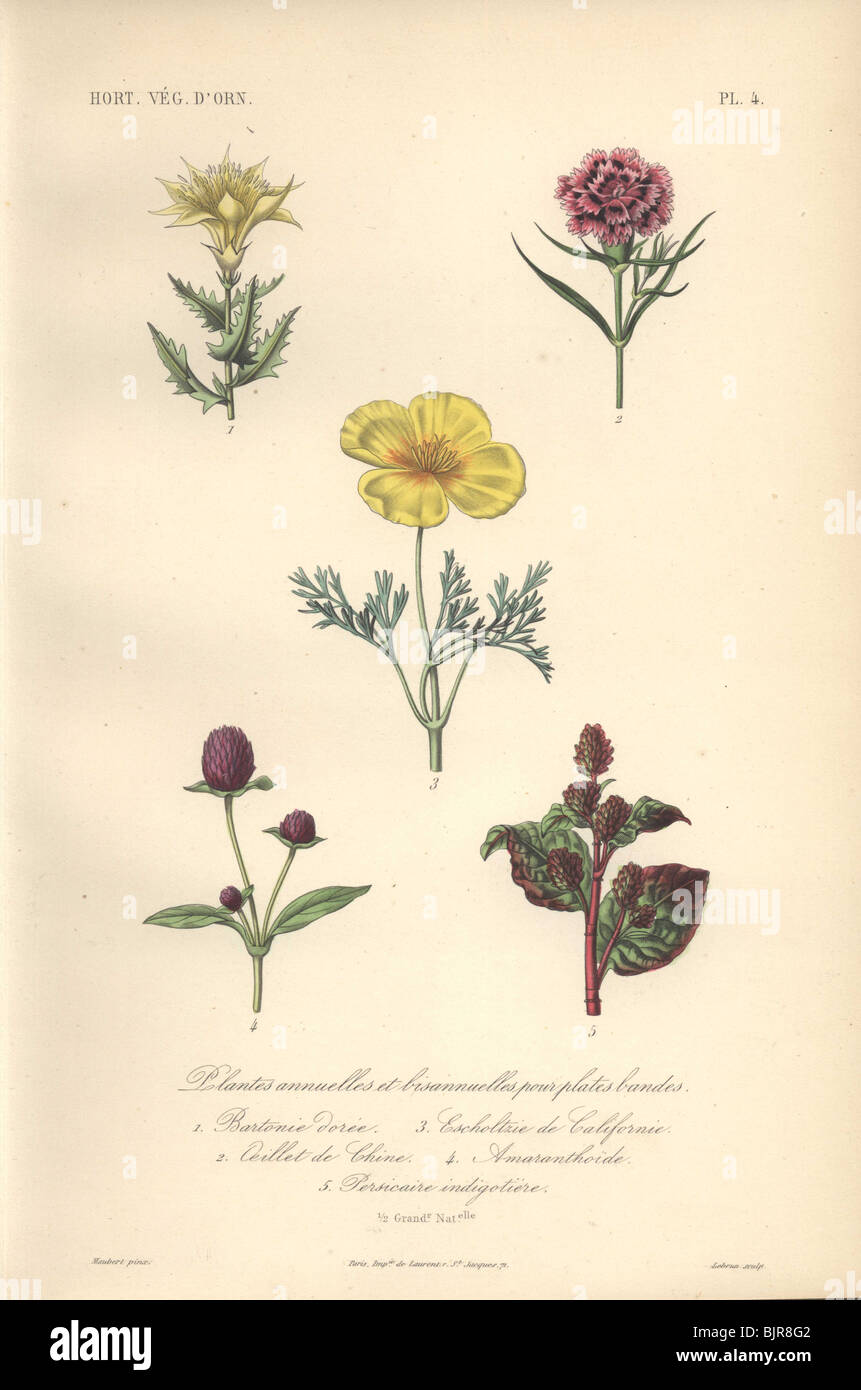 Five annuals including golden bartonia, Chinese carnation, and Chinese ...