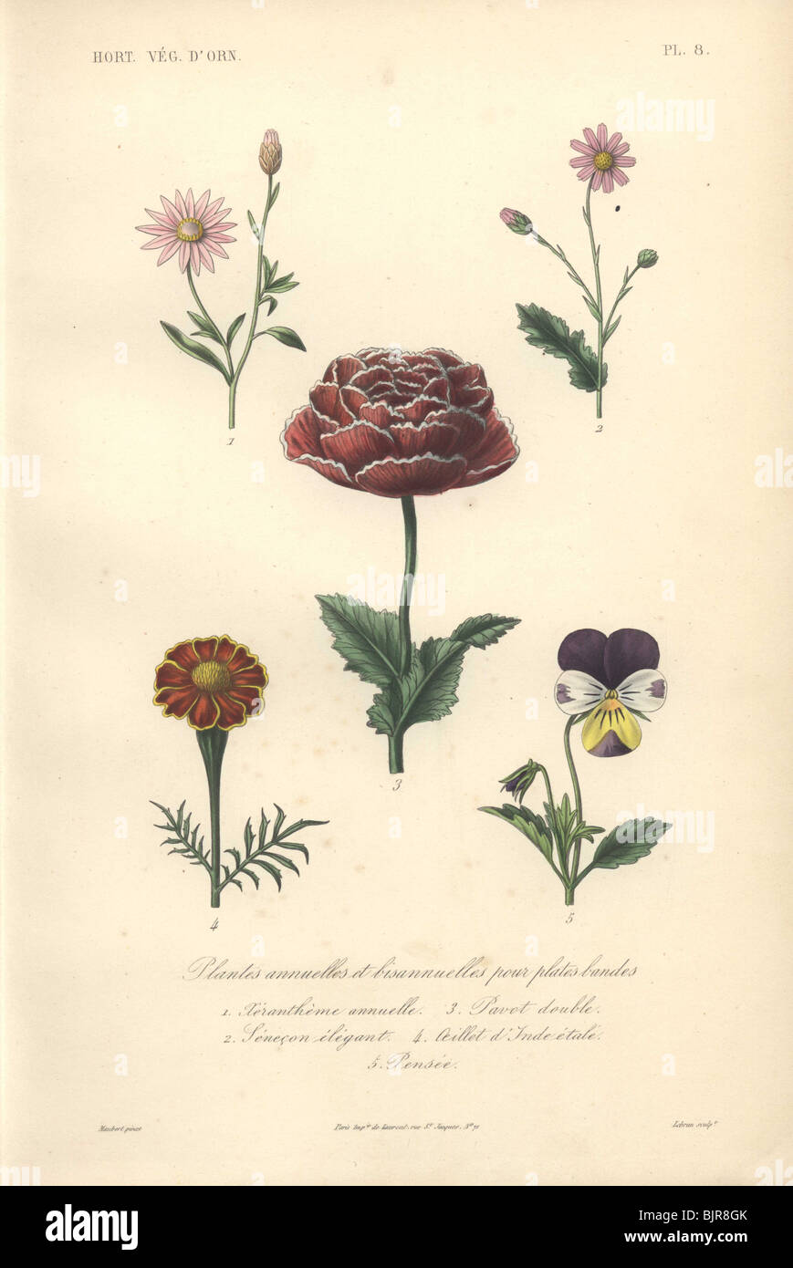 Purple ragwort senecio elegans hi-res stock photography and images - Alamy