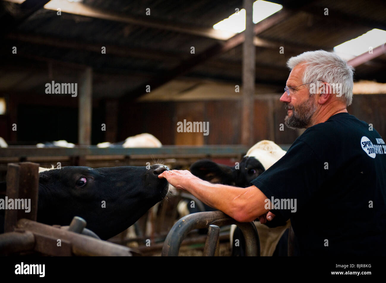 This is an image of a dairy farmer and his cows Stock Photo - Alamy