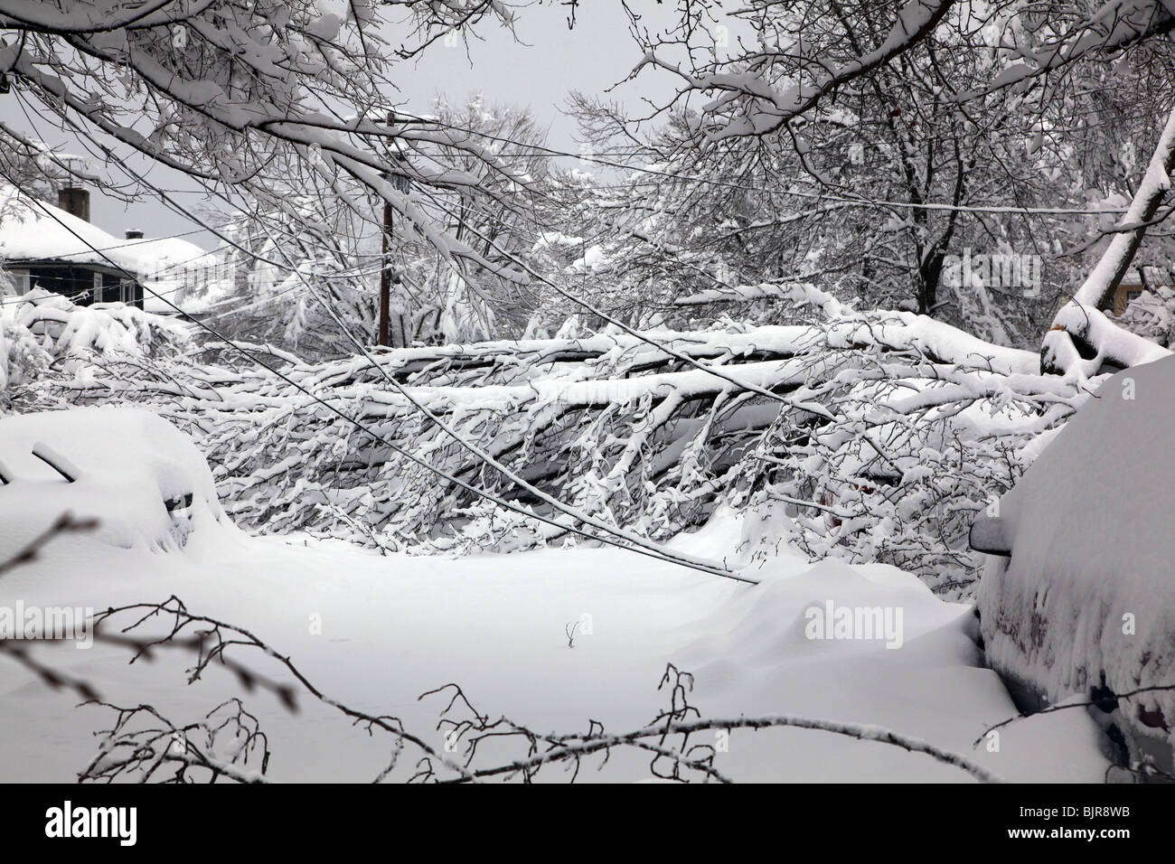 Downed trees and power lines block a suburban street after a powerful ...