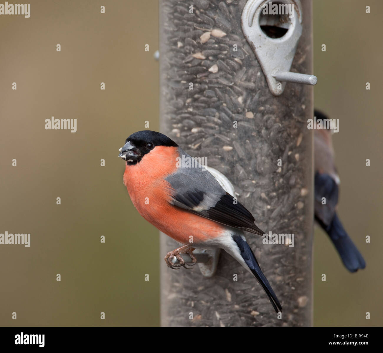 Bullfinch male Pyrrhula pyrrhula on feeder Stock Photo - Alamy