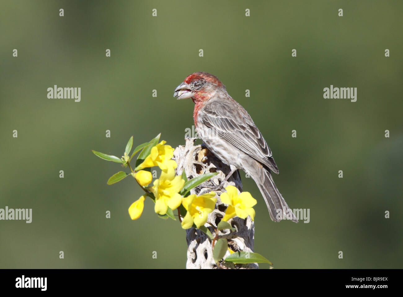 House Finch Adult Male that has lost an eye to Mycoplasmal ...