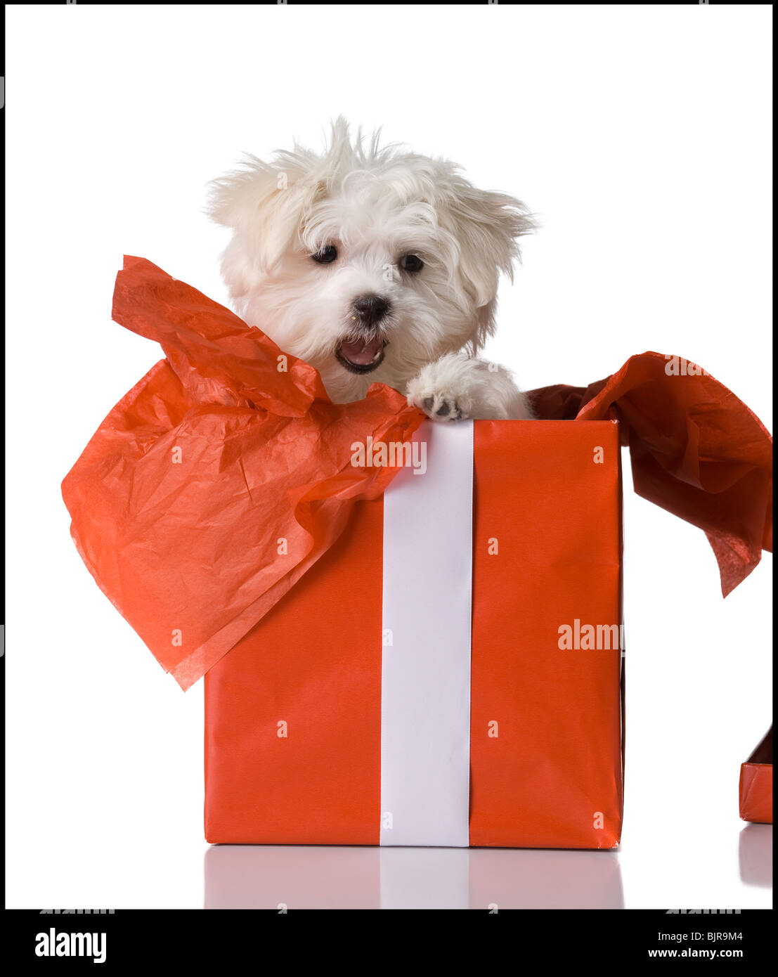 puppy in a gift box Stock Photo - Alamy