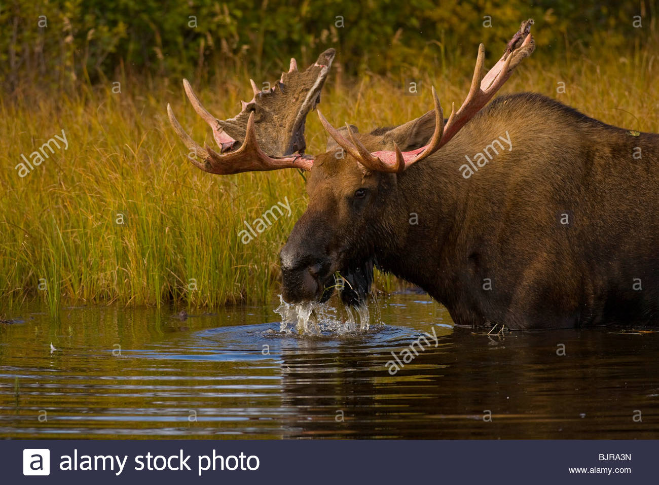 Alaska Moose Tundra Moose Yukon Stock Photos & Alaska Moose Tundra ...