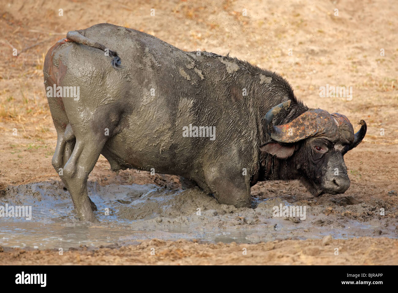 African or Cape buffalo bull (Syncerus caffer) taking a mud bath ...