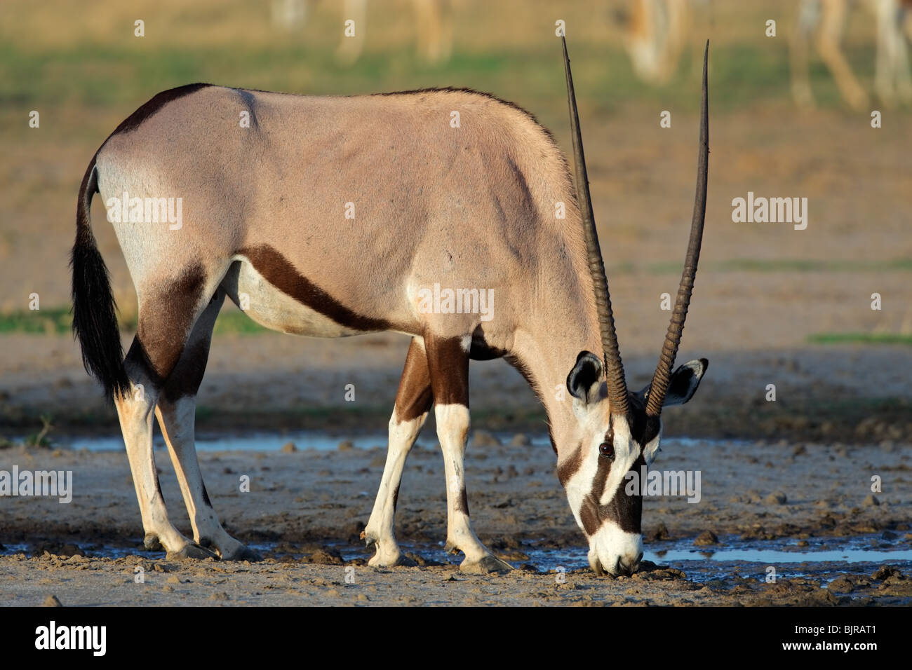Antelope drinking water hi-res stock photography and images - Alamy