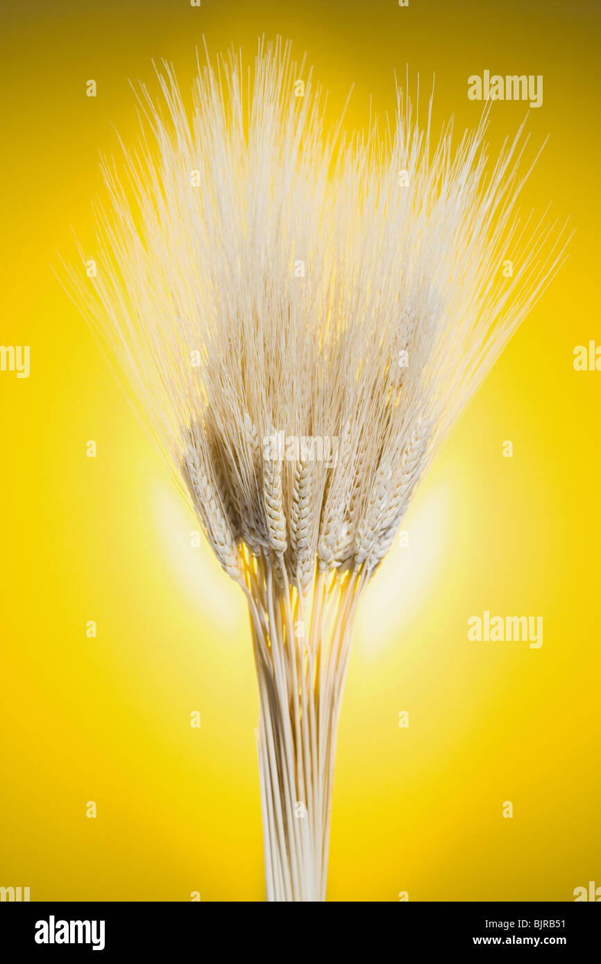 Strand Wheat High Resolution Stock Photography and Images - Alamy
