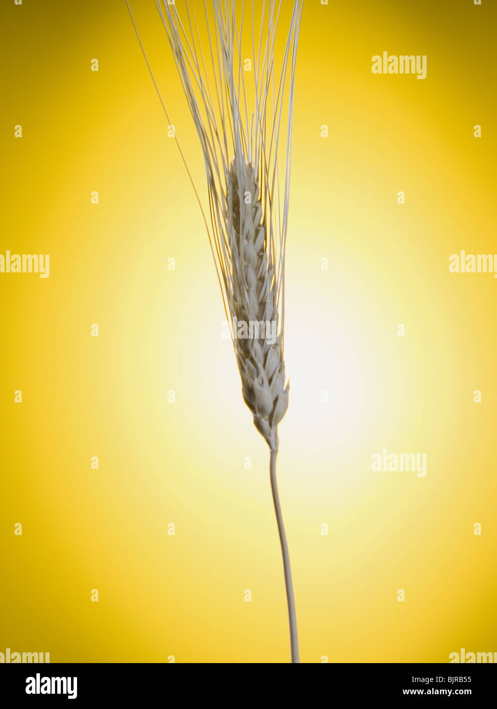 Strand of wheat Stock Photo - Alamy
