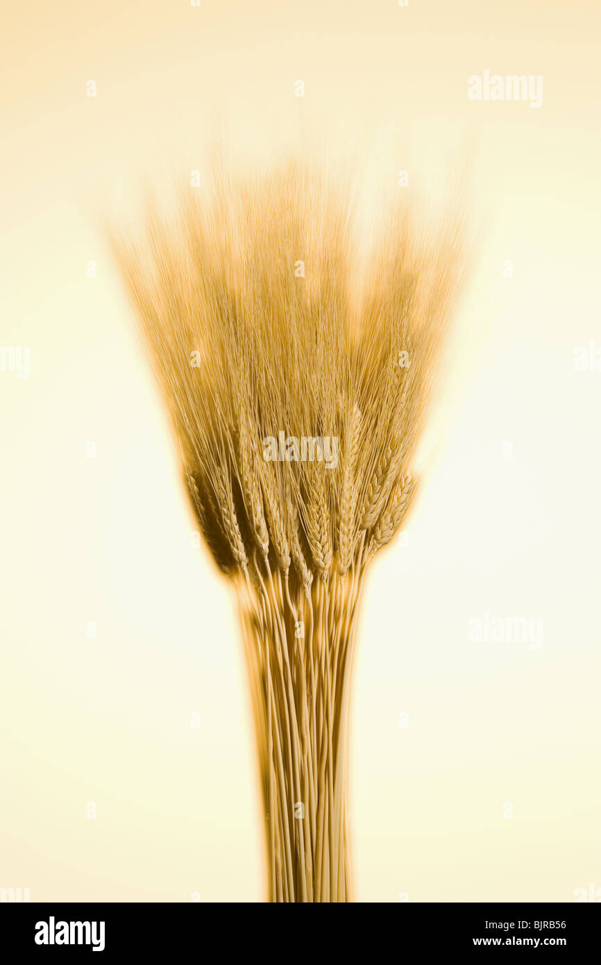 Strand of wheat Stock Photo - Alamy