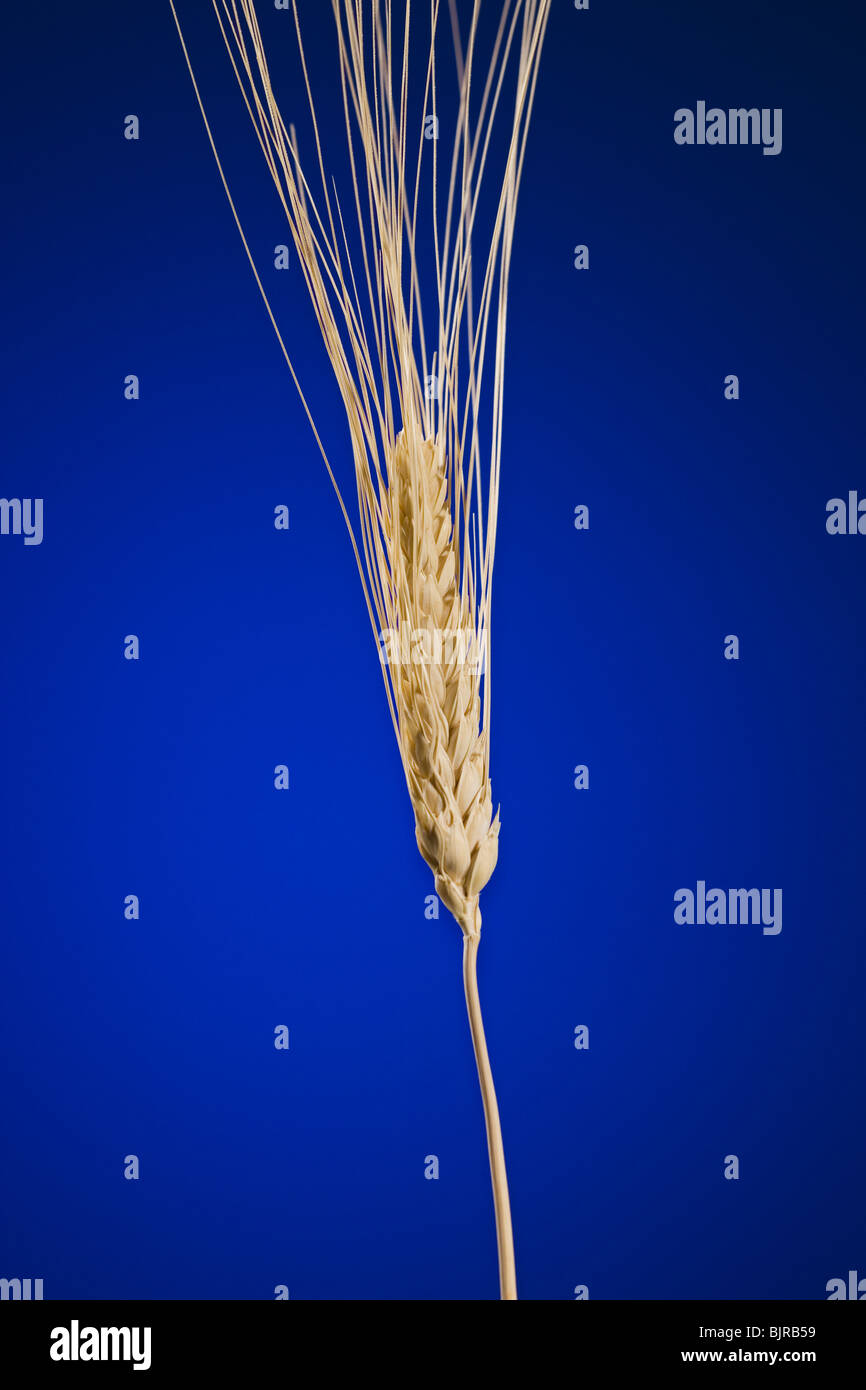 Strand wheat hi-res stock photography and images - Alamy