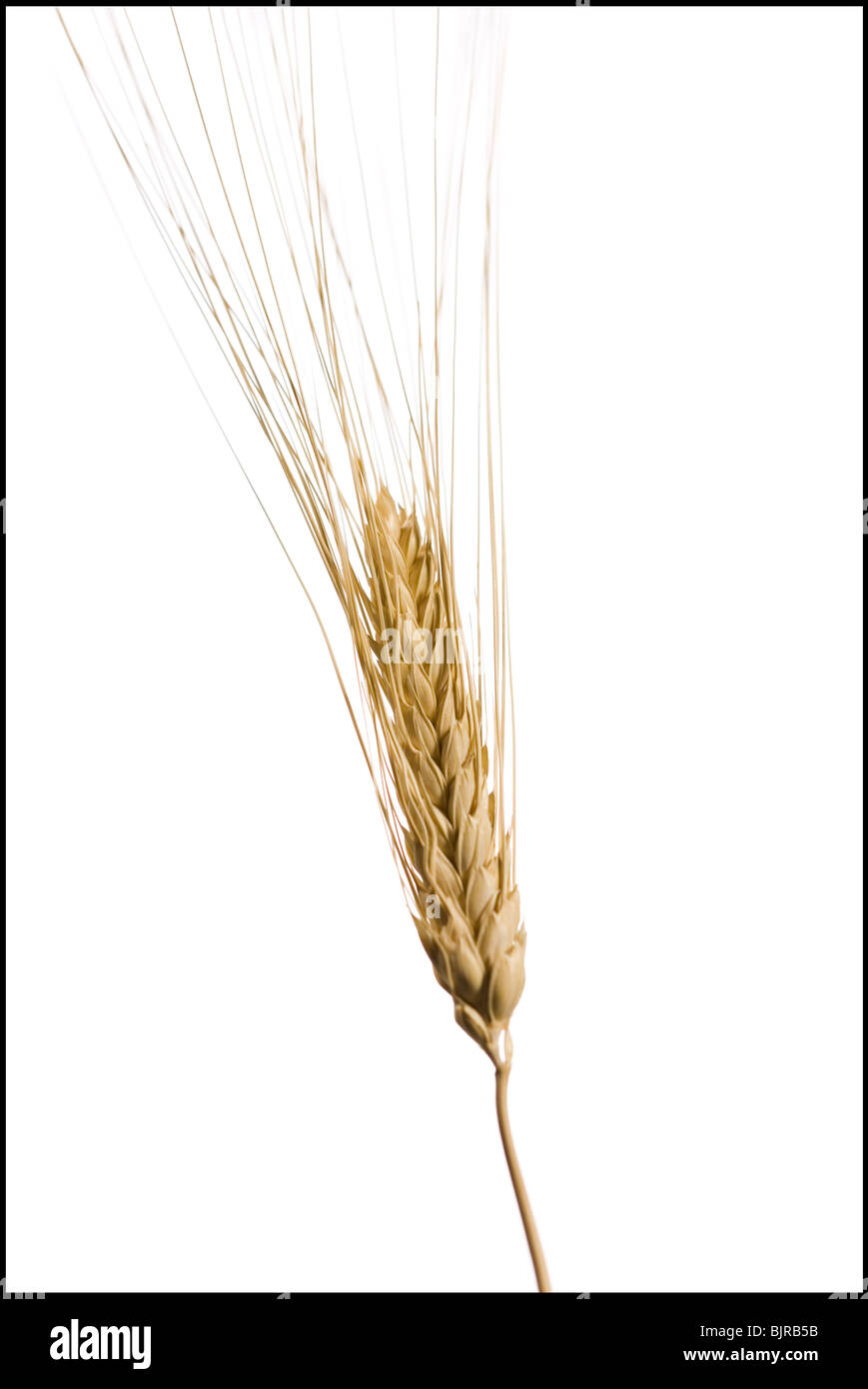 Strand of wheat Stock Photo - Alamy