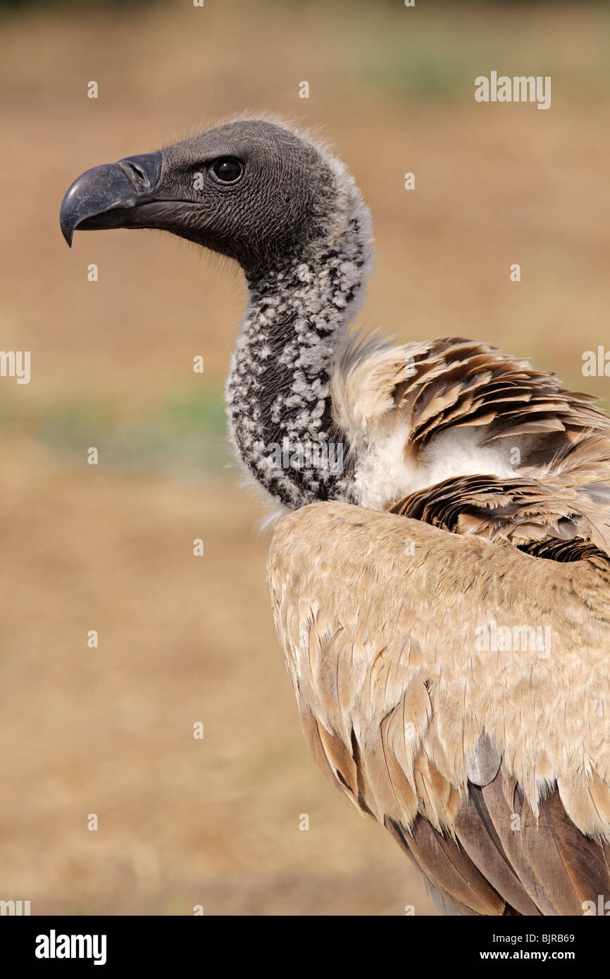 Close-up of a white-backed vulture (Gyps africanus), South Africa Stock ...