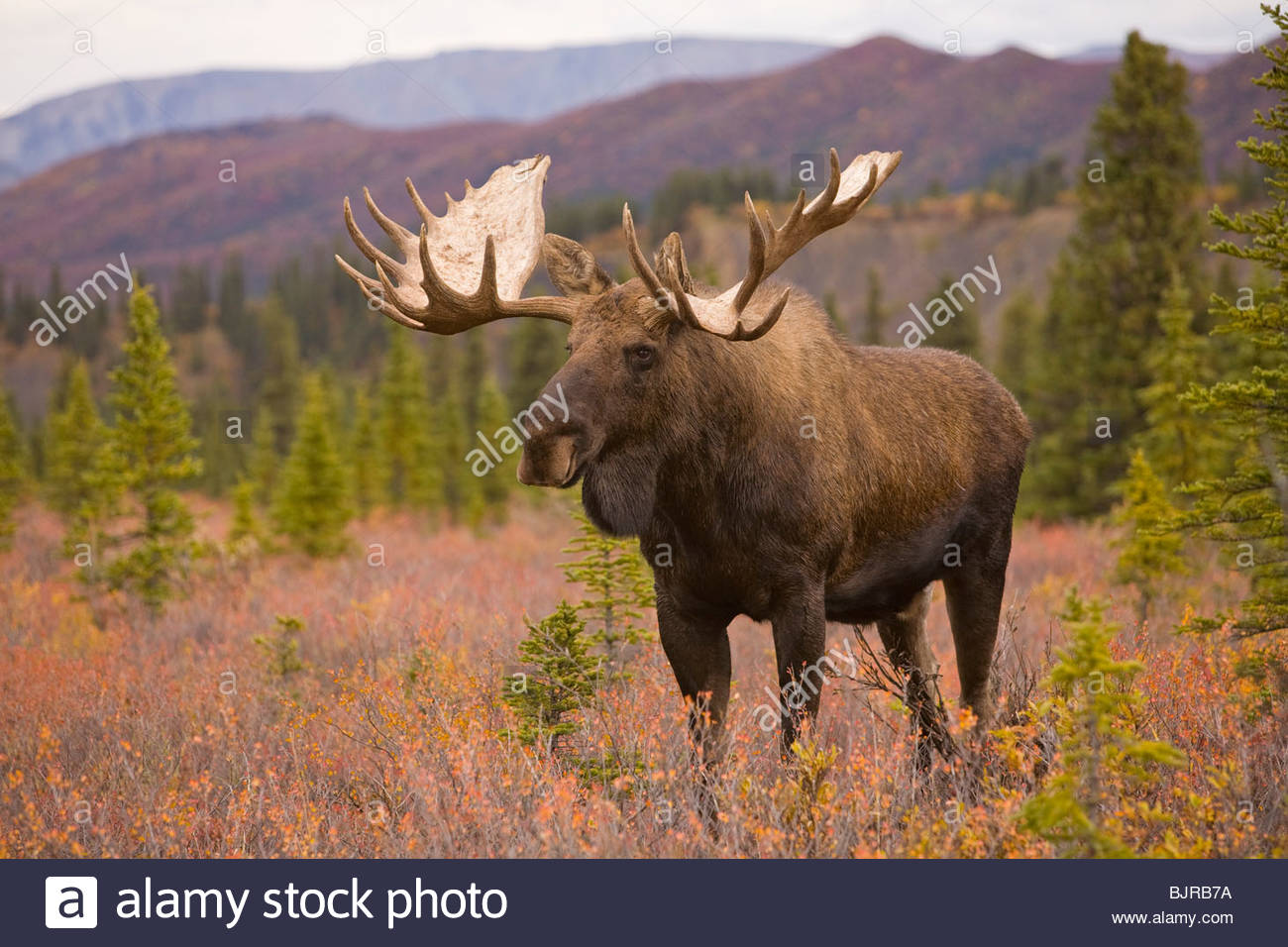 Moose Stock Photos & Moose Stock Images - Alamy