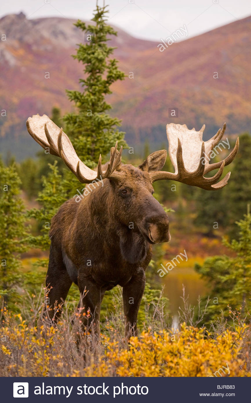 Moose Stock Photos & Moose Stock Images - Alamy