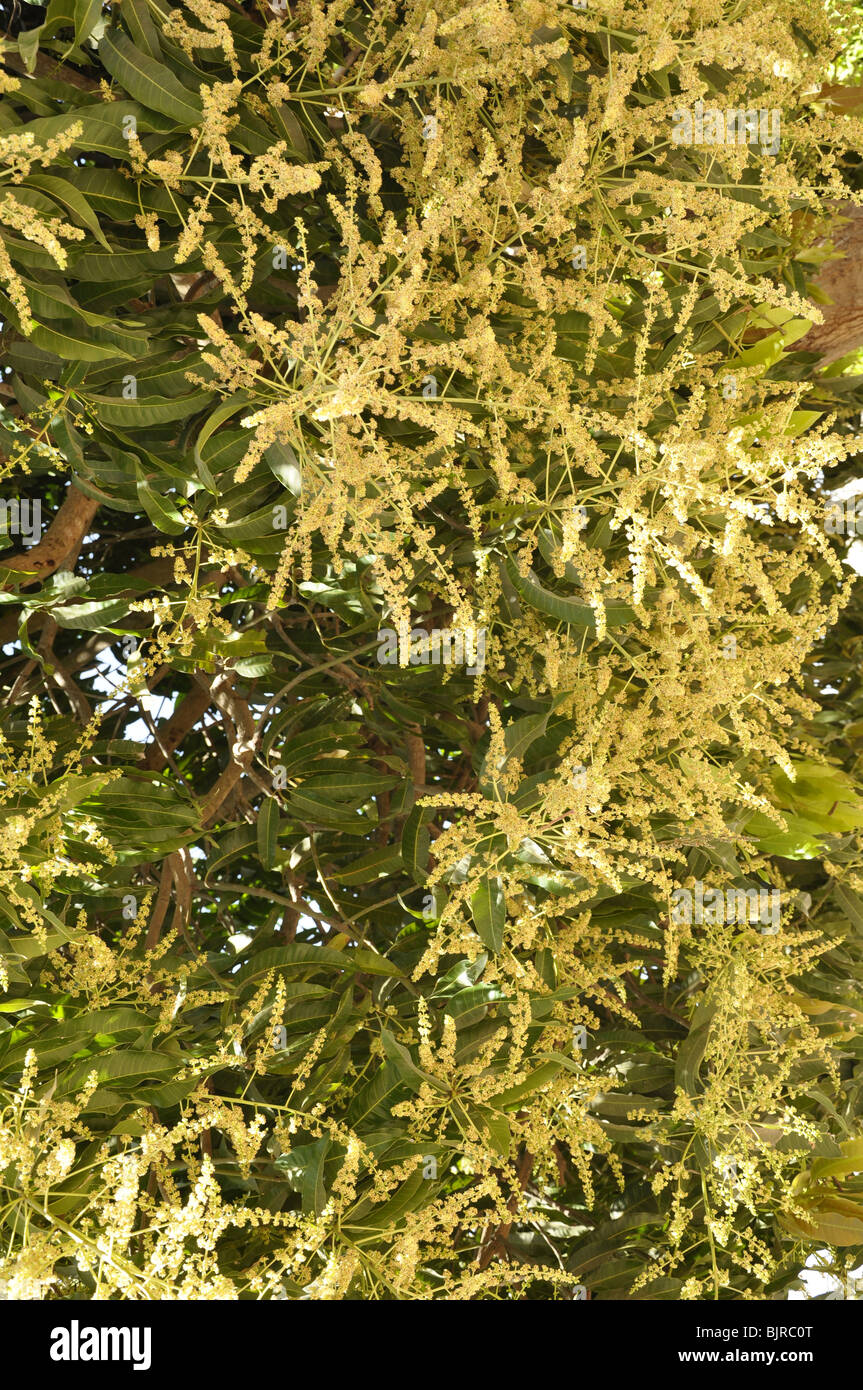 Teak tree hi-res stock photography and images - Alamy