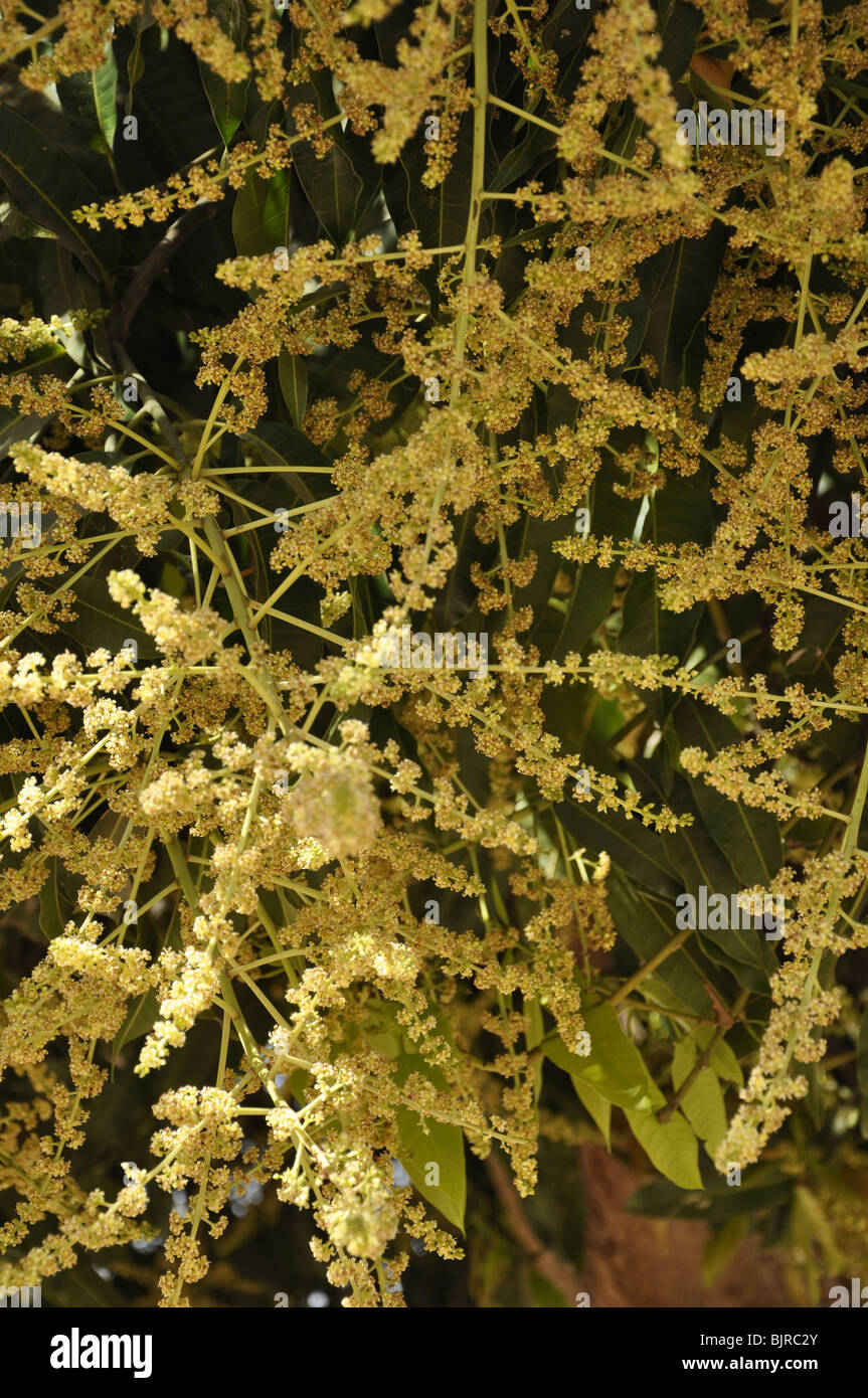 Tanzania. Teak flower Stock Photo - Alamy