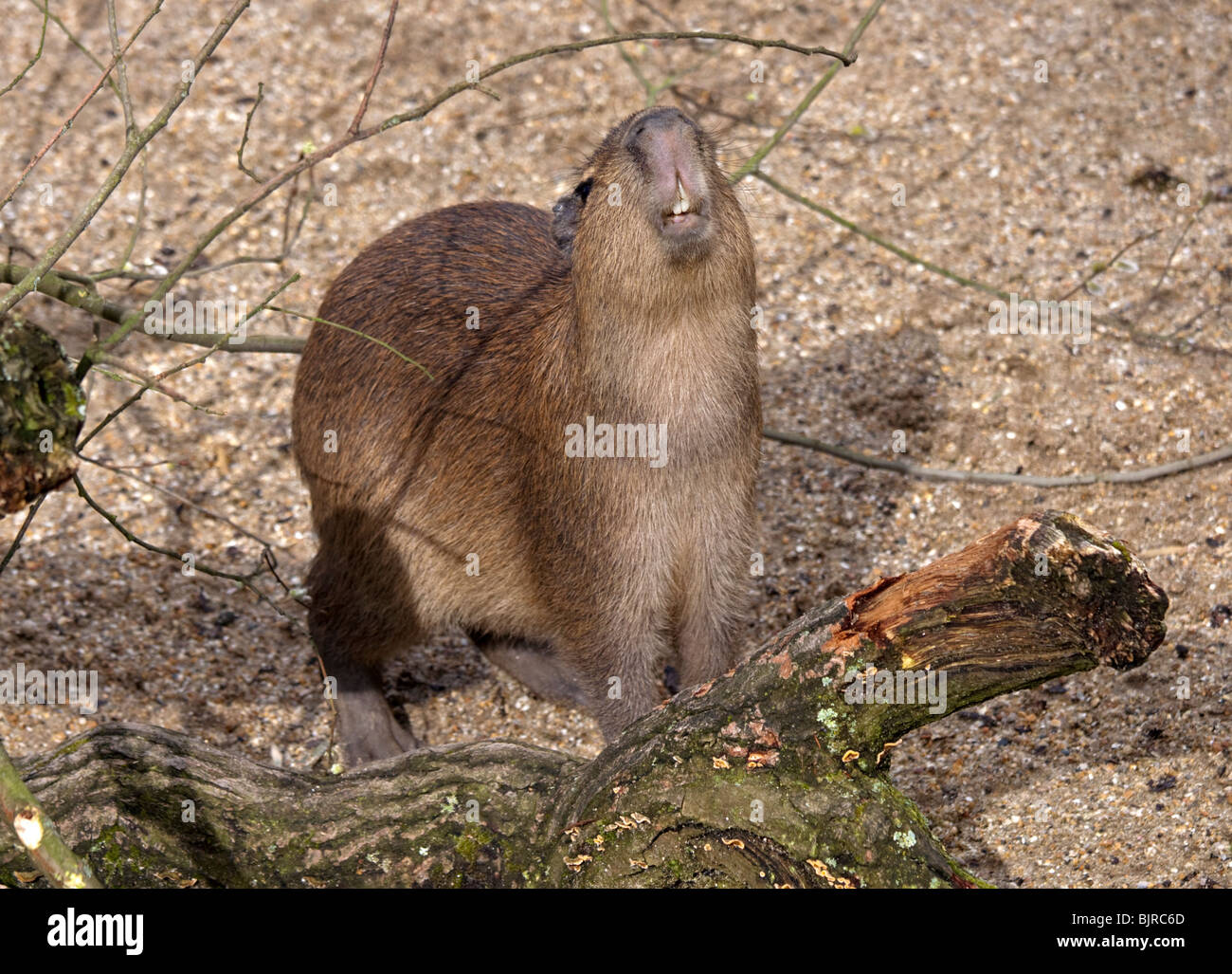 Capybara eating hi-res stock photography and images - Alamy