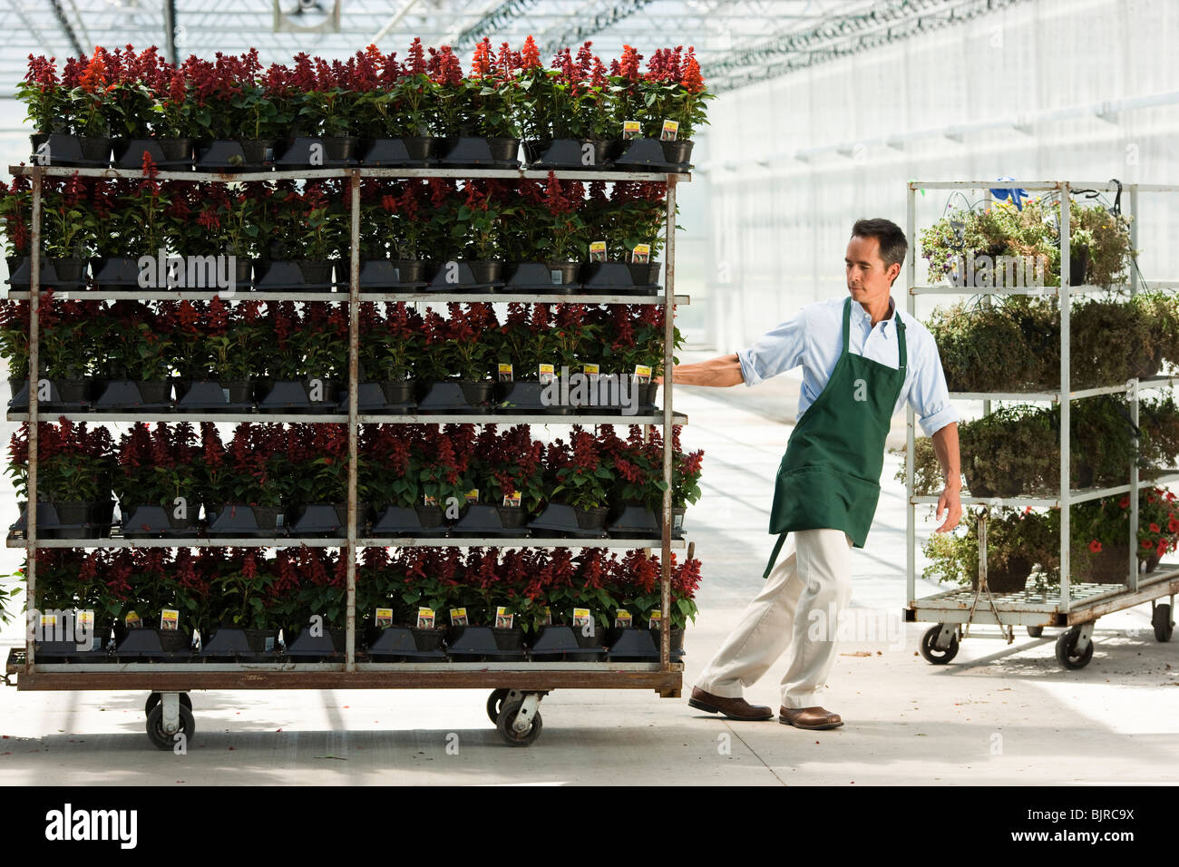 USA, Utah, Salem, Gardener pulling rack of flowers Stock Photo - Alamy