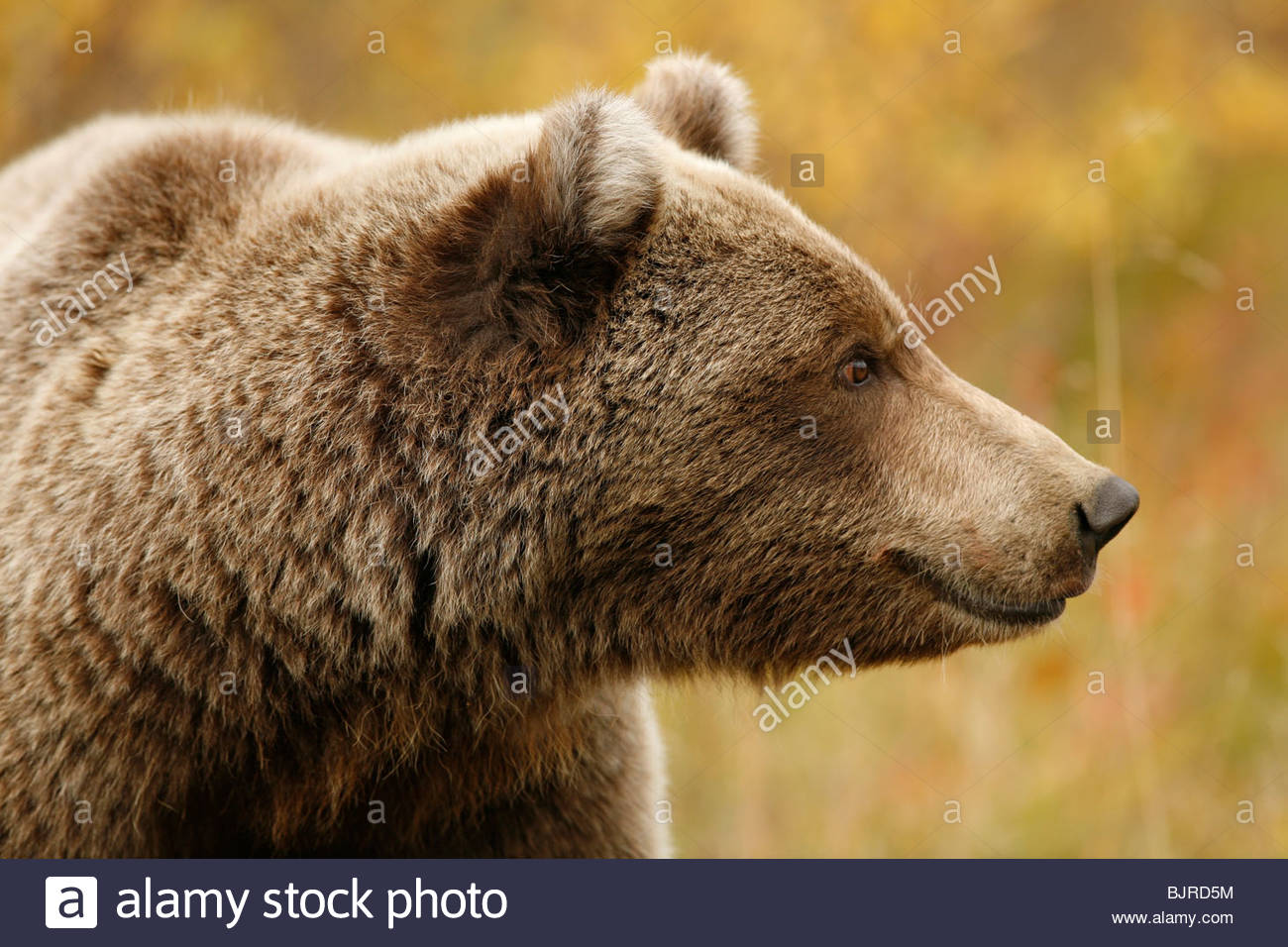 Grizzly Bear Stock Photos & Grizzly Bear Stock Images - Alamy