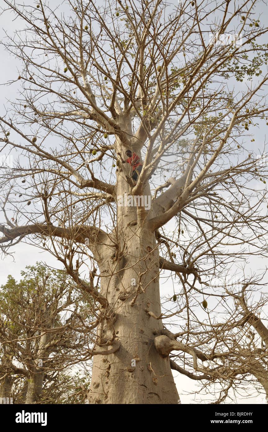 Baobab tree, The Gambia Stock Photo - Alamy