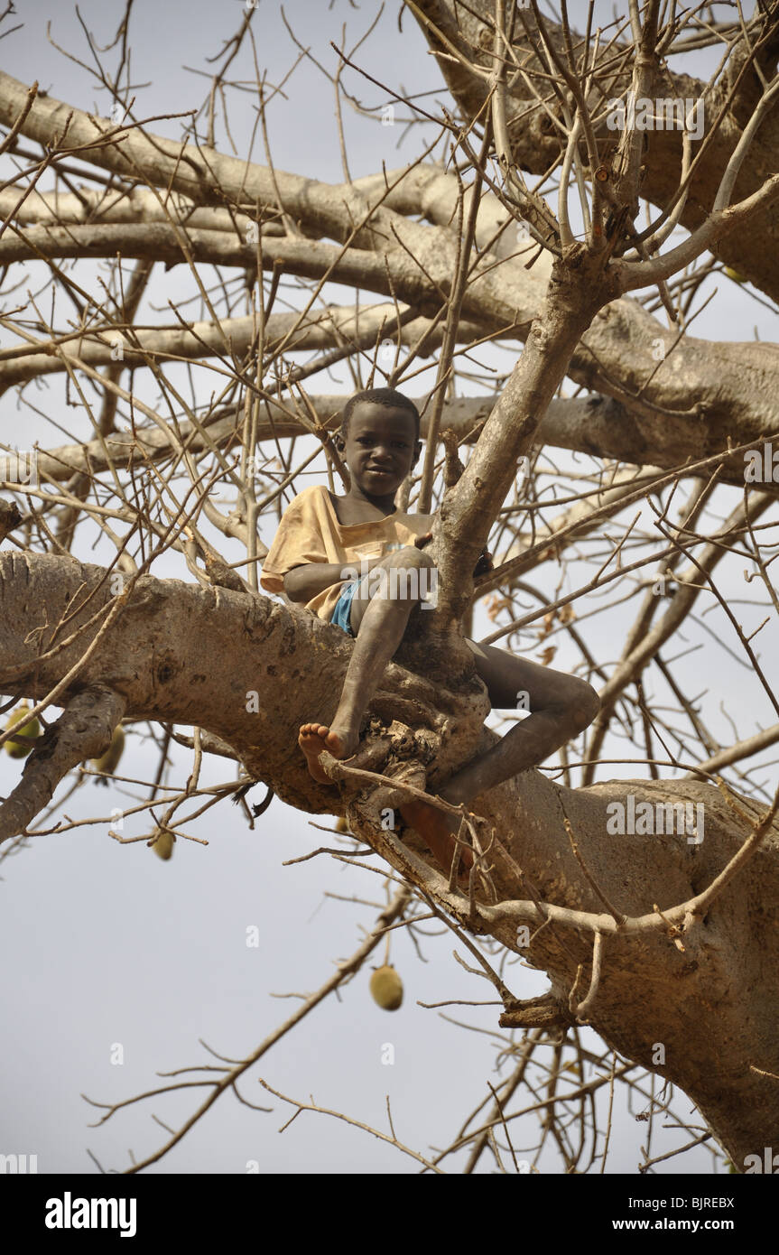 Baobab tree, The Gambia Stock Photo - Alamy