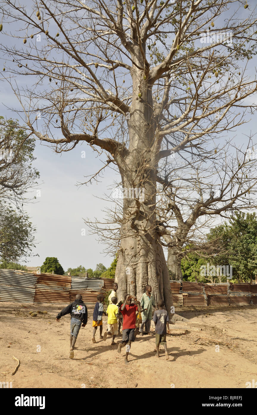 Baobab tree, The Gambia Stock Photo - Alamy