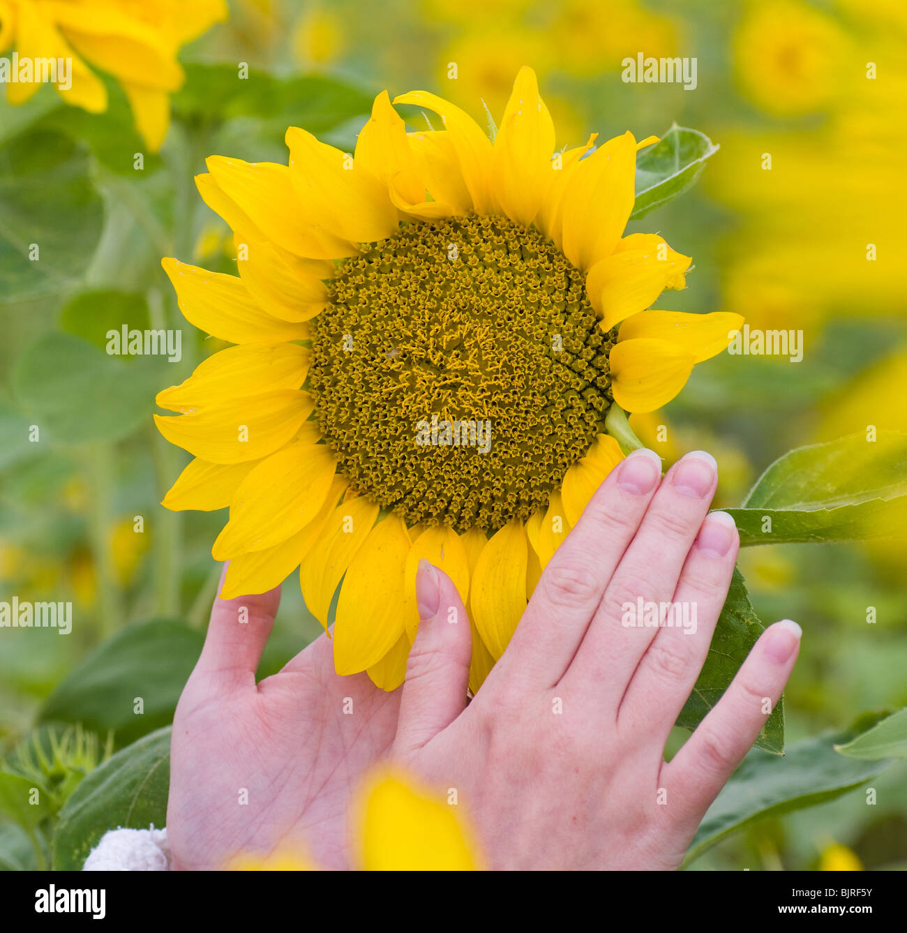 hand caress sunflower Stock Photo - Alamy