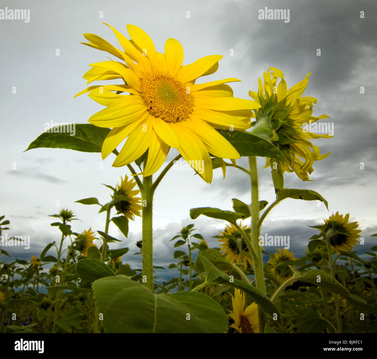 magnificent sunflower reaching for the sky Stock Photo - Alamy