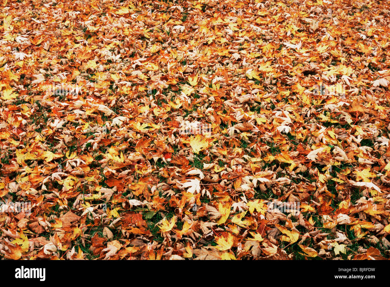 Fallen maple leaves Stock Photo - Alamy