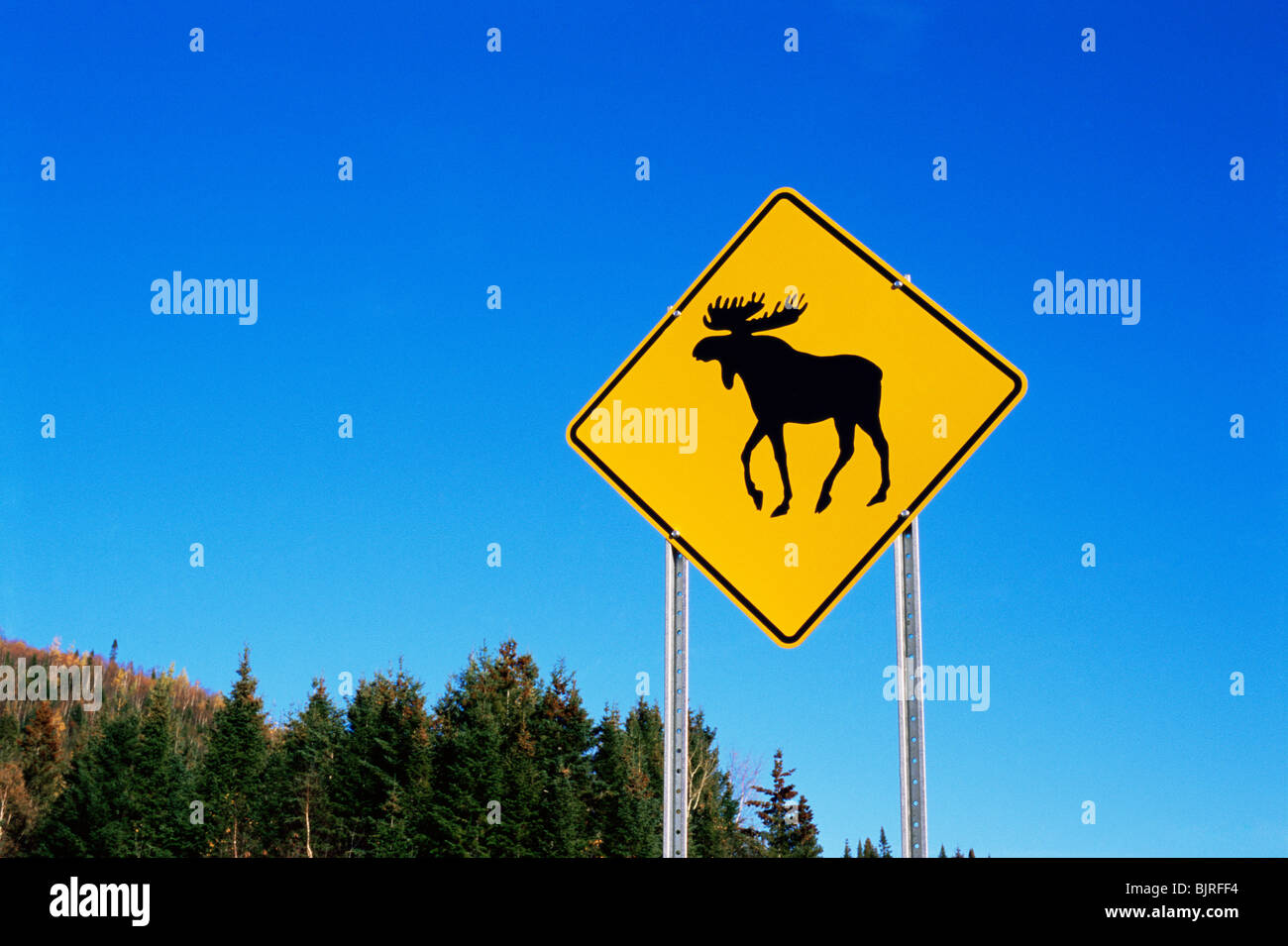 Moose canada hi-res stock photography and images - Alamy