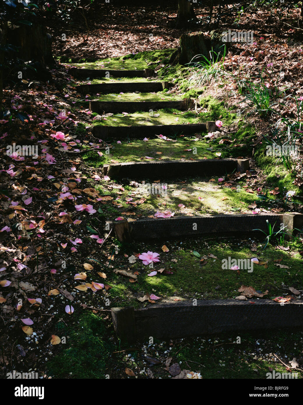Garden path in spring Stock Photo - Alamy