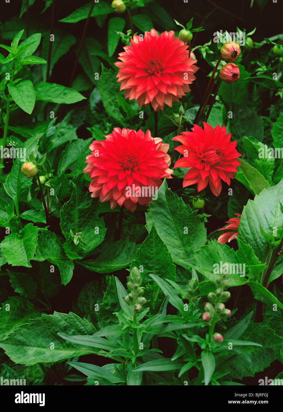 Dahlia Leaf High Resolution Stock Photography and Images - Alamy