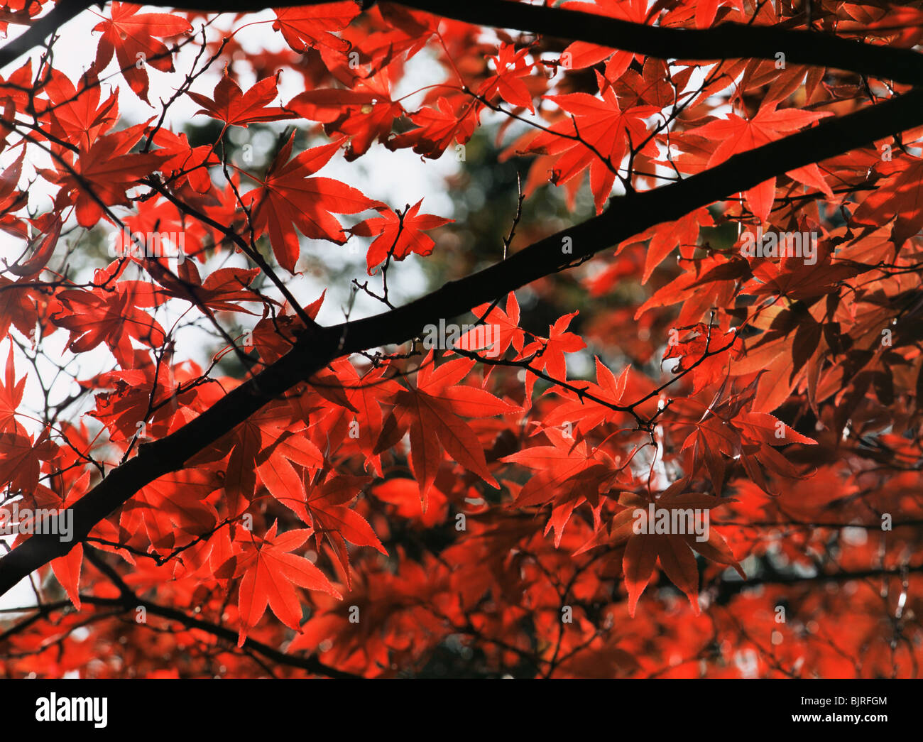 Acer type leaves hi-res stock photography and images - Alamy