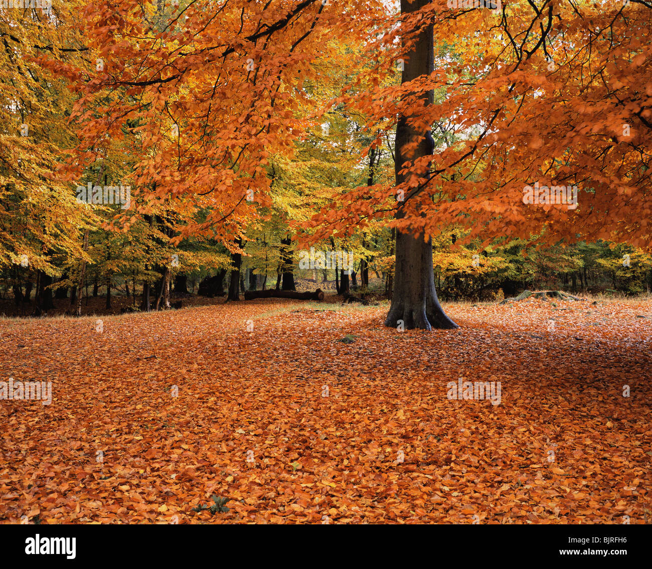 Ashridge forest in autumn Stock Photo - Alamy