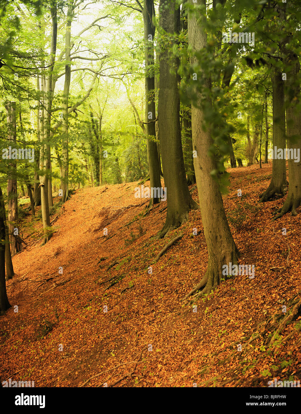 Ashridge Forest High Resolution Stock Photography and Images - Alamy