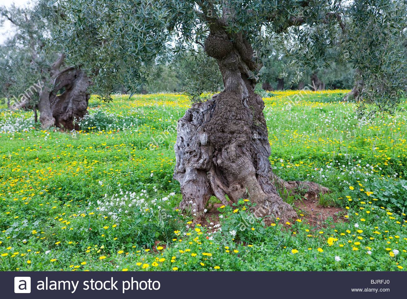Gnarled Tree Branch Stock Photos & Gnarled Tree Branch Stock Images - Alamy