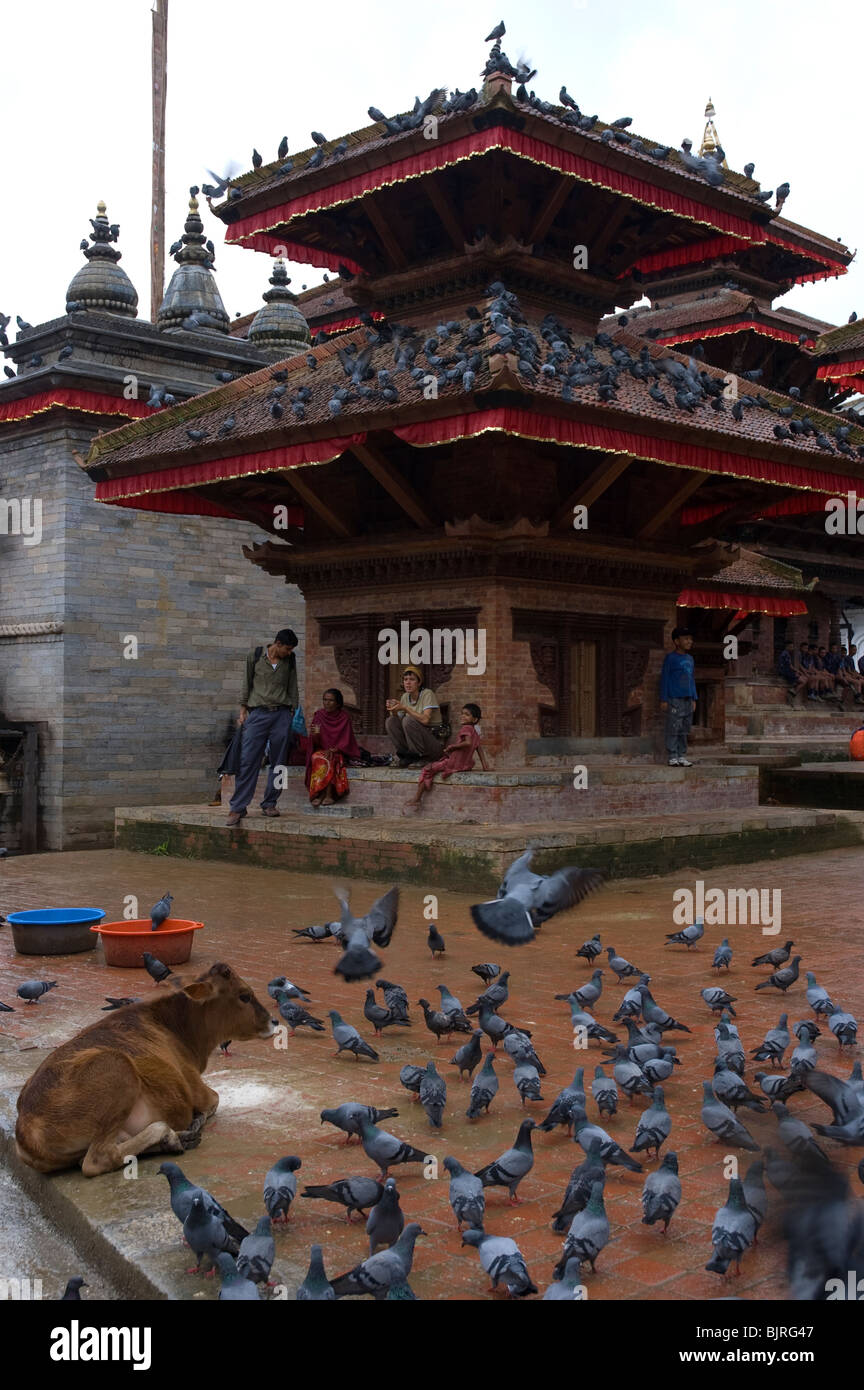 A temple, with cow and pigeons, in Durbar Square, Kathmandu, Nepal ...