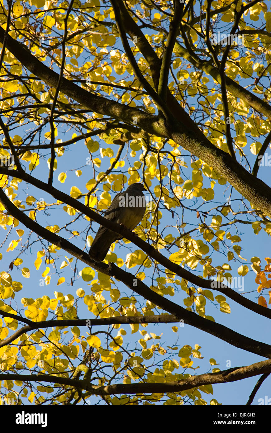 Perching type hi-res stock photography and images - Alamy