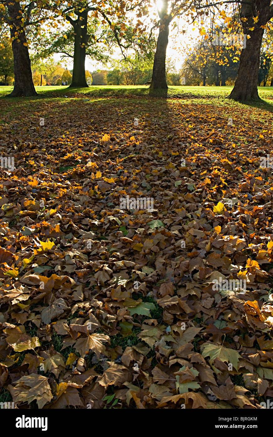 Fallen autumn leaves Stock Photo - Alamy