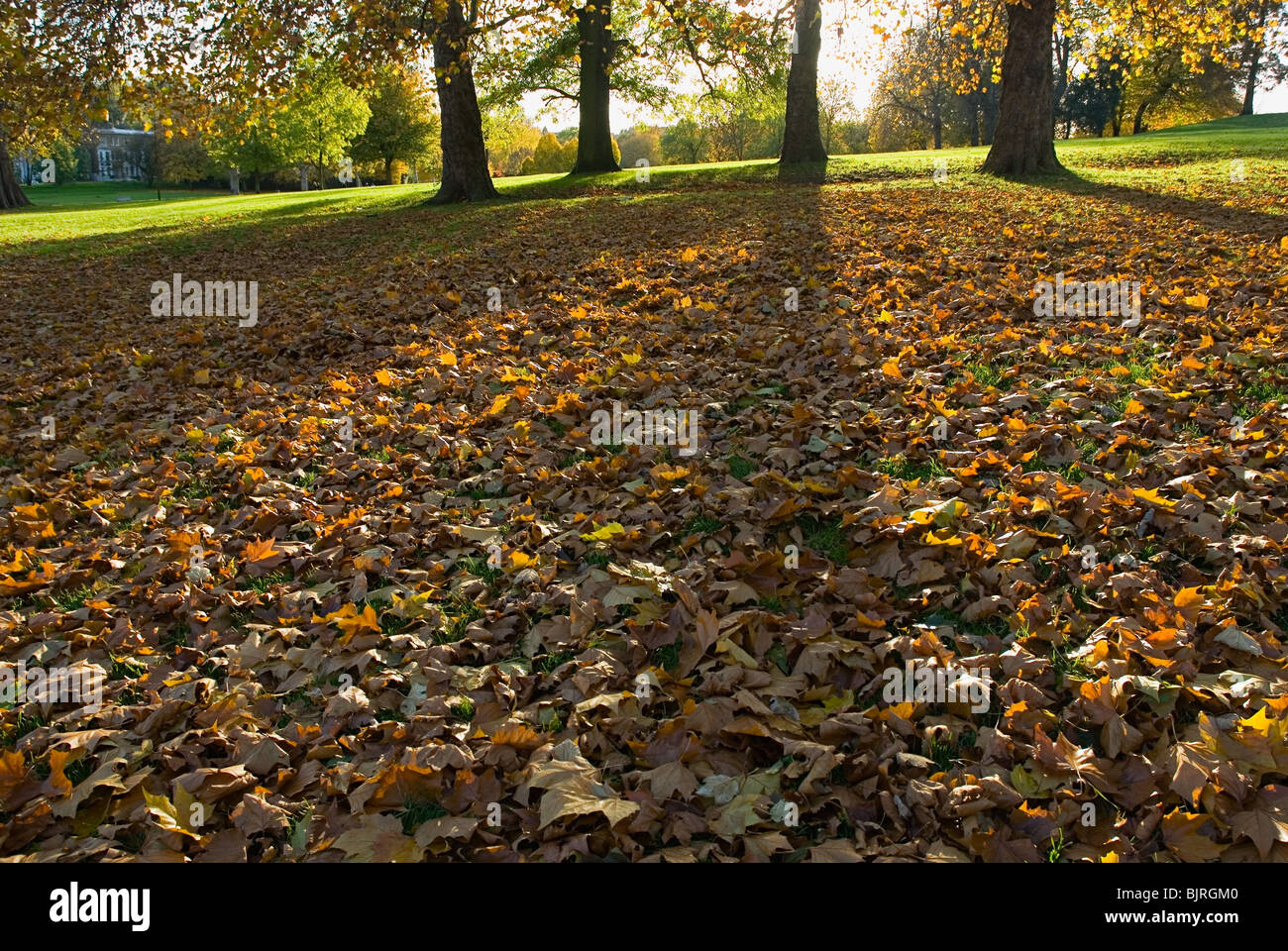 Fallen autumn leaves Stock Photo - Alamy