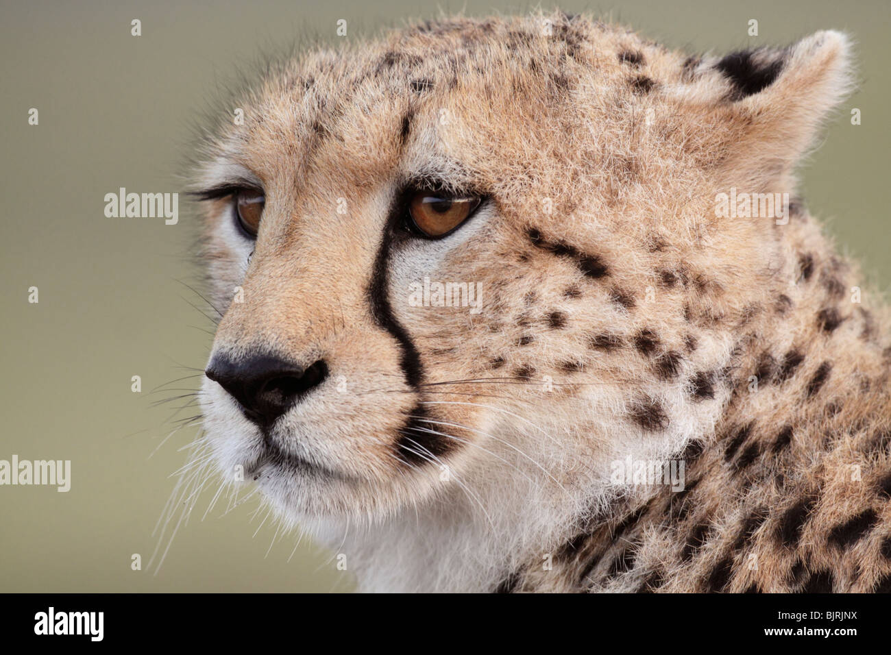 Cheetah Face On