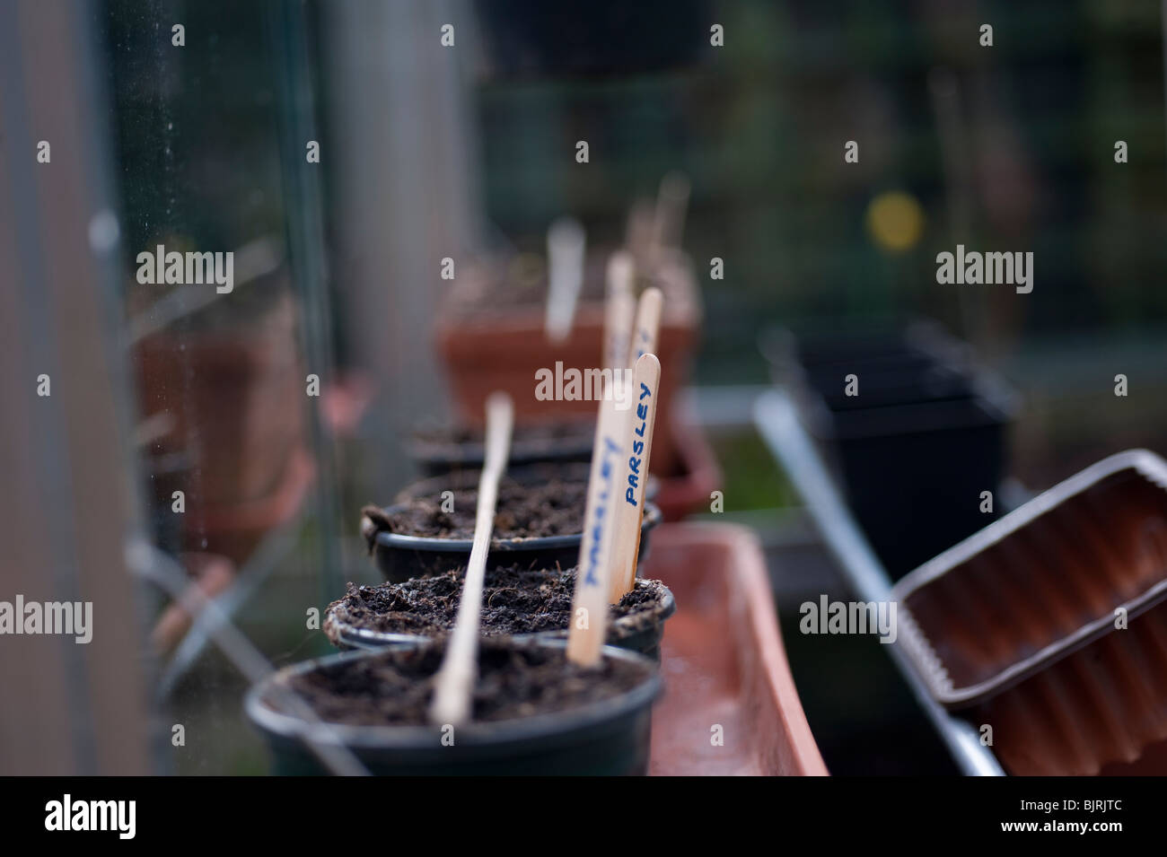 Seeds in cold frame hi-res stock photography and images - Alamy