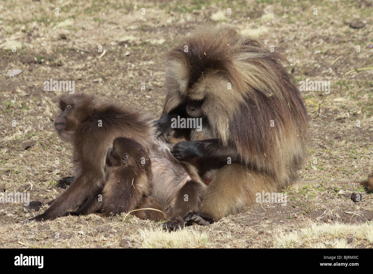 Africa, Ethiopia, Simien mountains, Gelada monkeys Theropithecus gelada ...